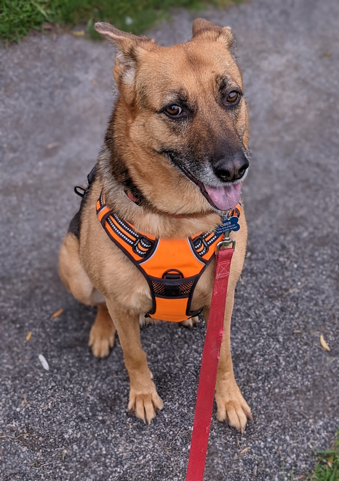 Service Animals | Ithaca College