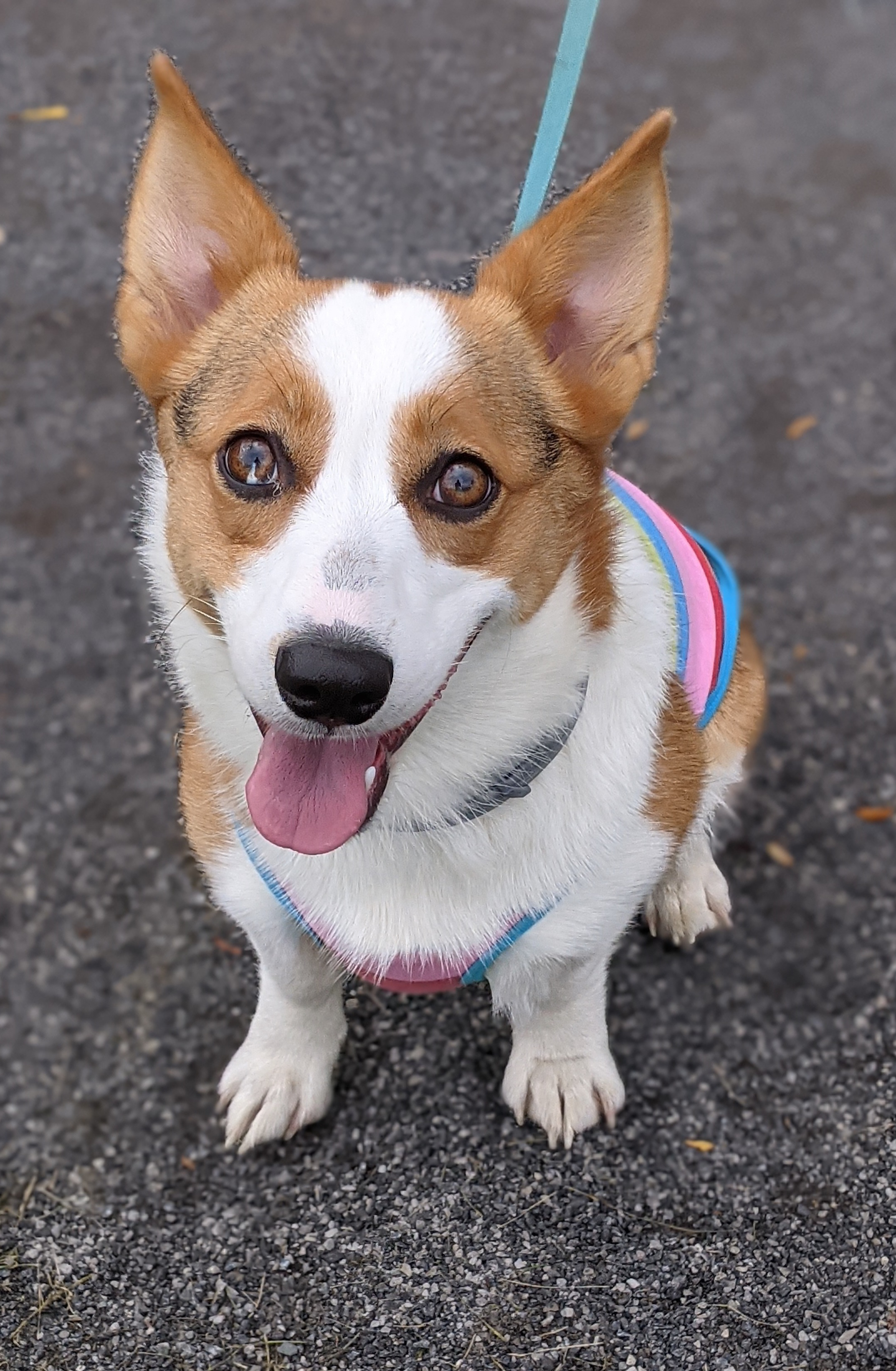 Therapy or Program Animals | Ithaca College